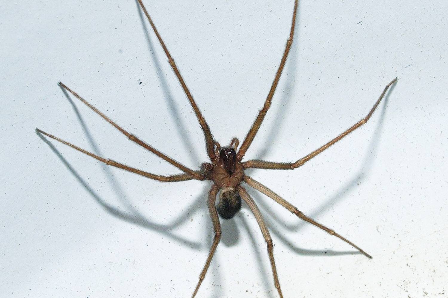 4 -Year -El Boy in Volin Spider Necrosis: ¿Sabes cómo comportarse en ...